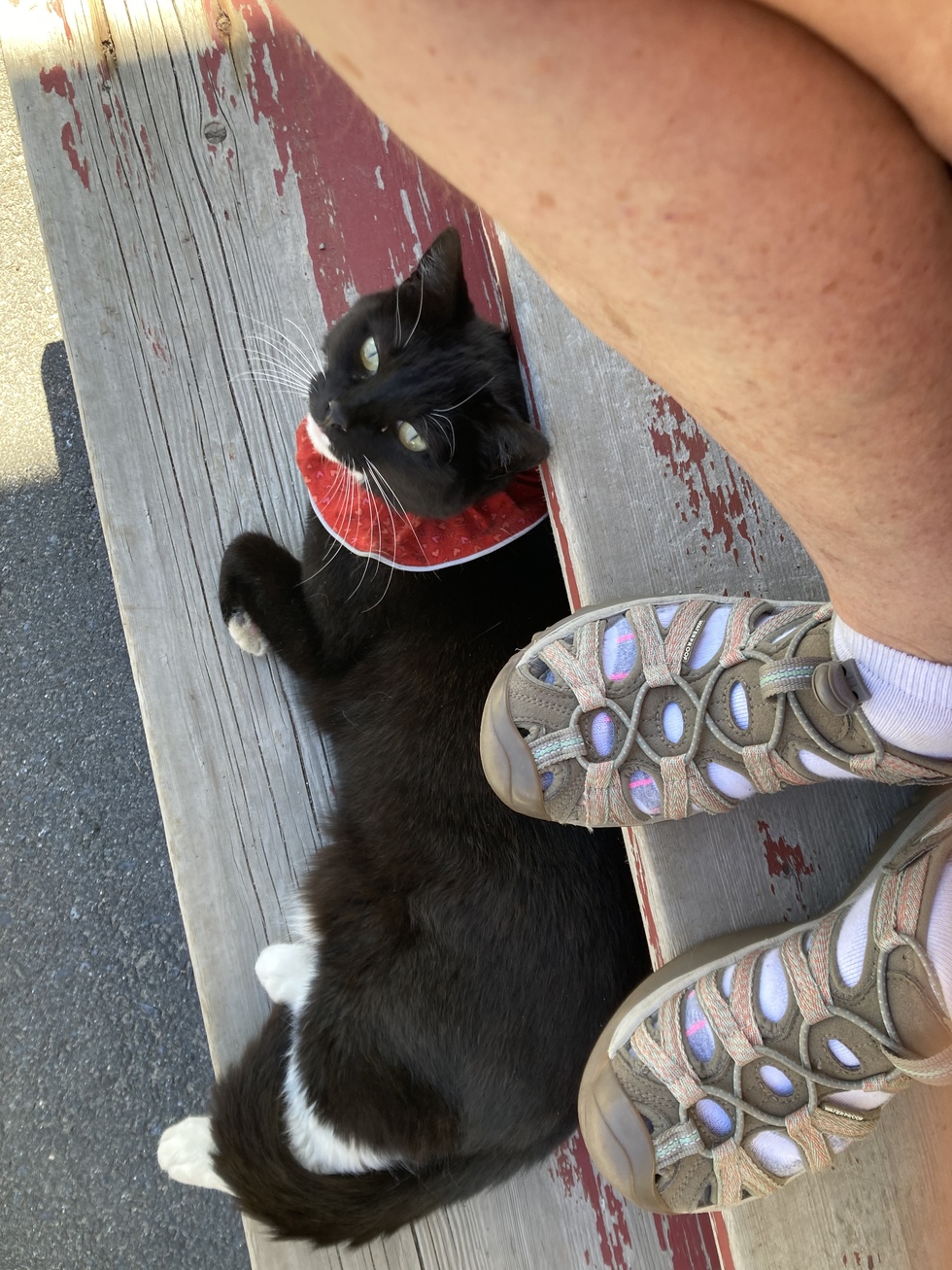 Vote for Luna | CVHS 2022 Calendar Photo Contest