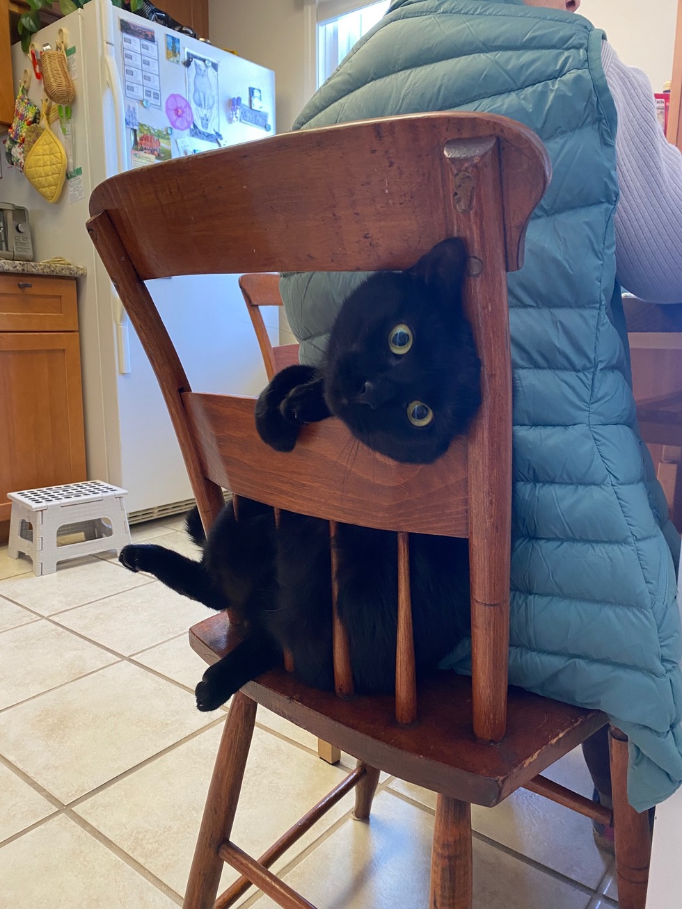 Vote for Lukie-Luke | CVHS 2022 Calendar Photo Contest