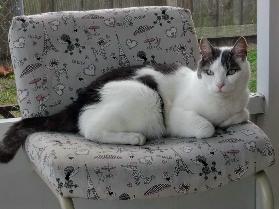 Vote for Wally | CVHS 2022 Calendar Photo Contest