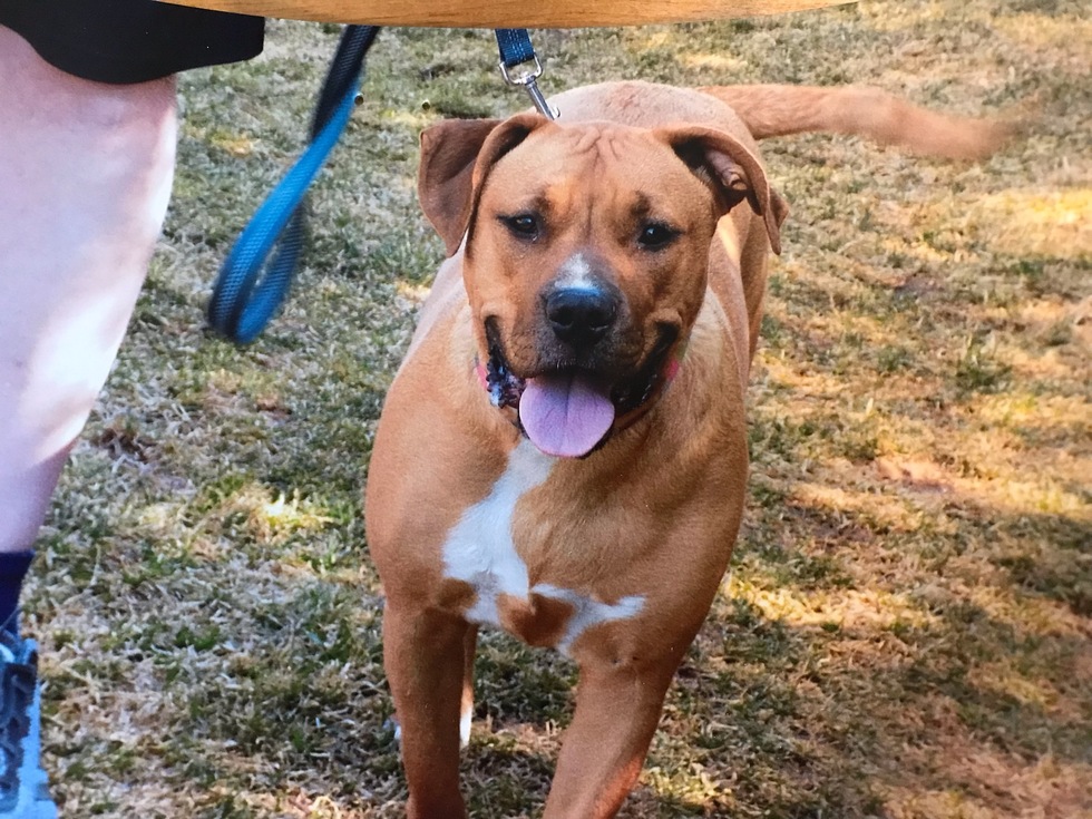 Vote for Sheila | Lakeshore Humane Society's NEW Top Dog Fall 2022