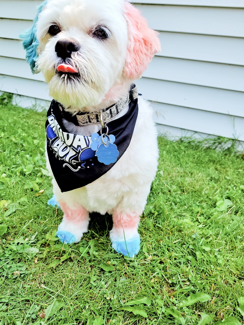 Vote for Gimli | Lakeshore Humane Society's NEW Top Dog Fall 2022