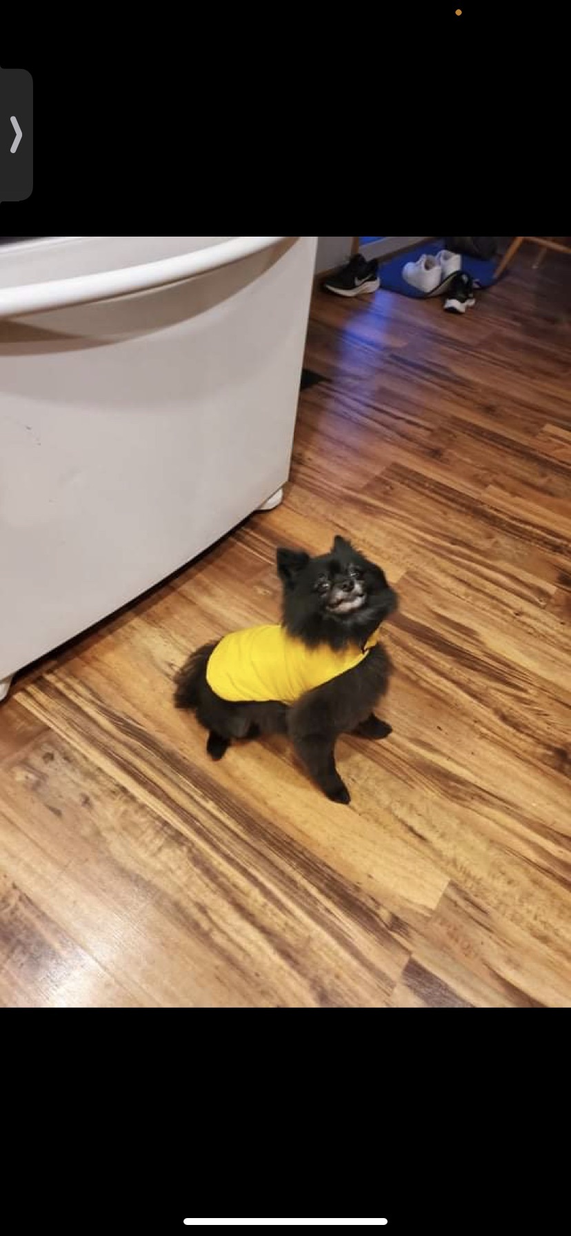 Vote for Brody | Lakeshore Humane Society's NEW Top Dog Fall 2022