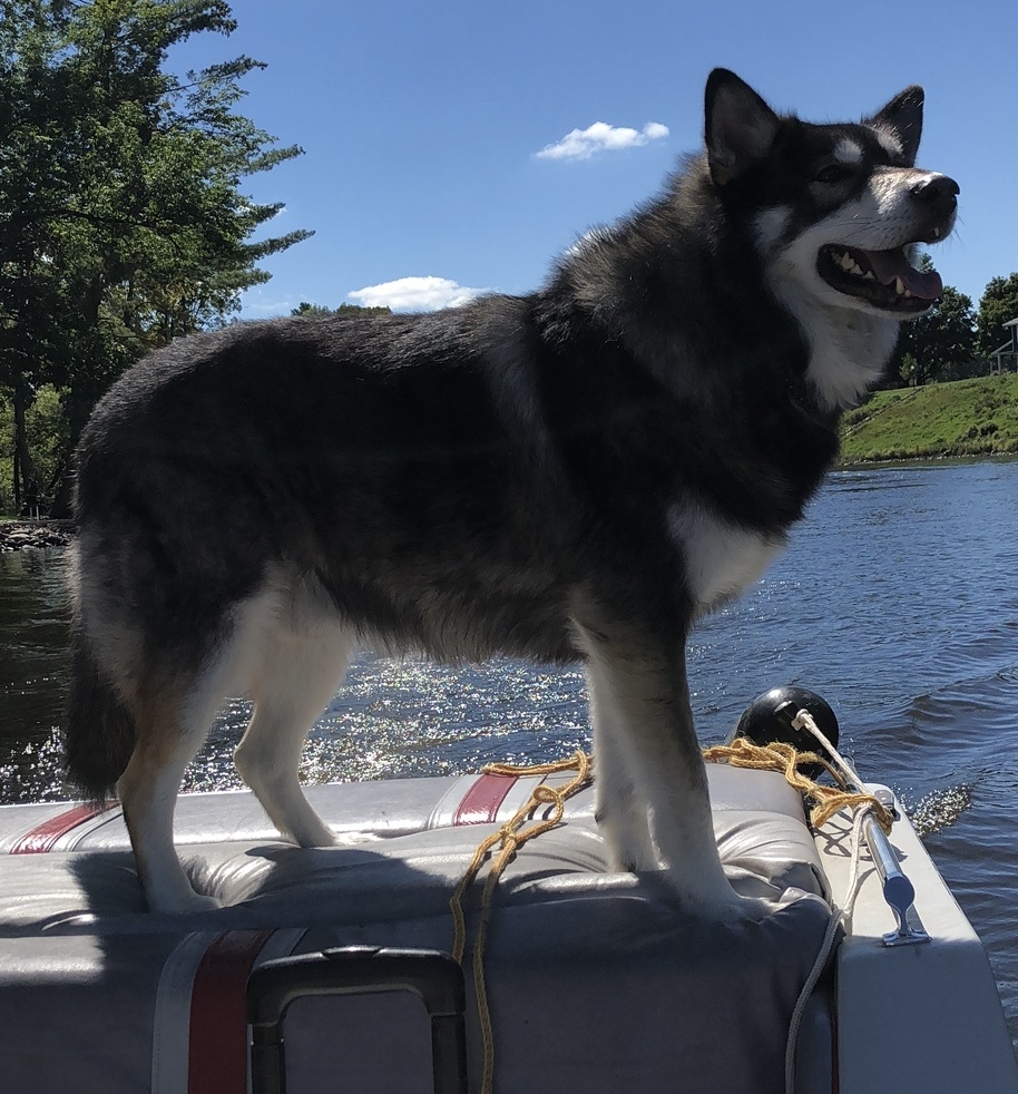 Vote for Jecht | Lakeshore Humane Society's NEW Top Dog Fall 2022