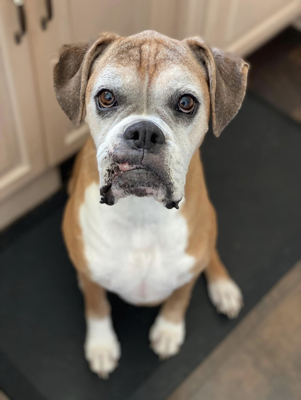 Vote for Ace | Misfit Mutts's NEW Top Dog Fall 2022