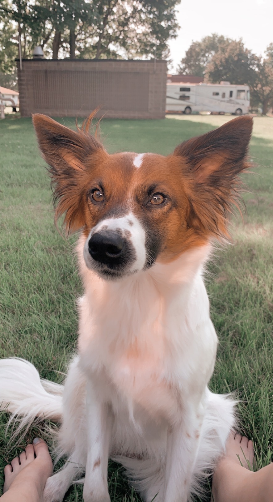 Vote for Ollie | Misfit Mutts's NEW Top Dog Fall 2022