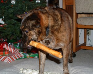 Vote for Wally | 2024 Photo Fundraiser