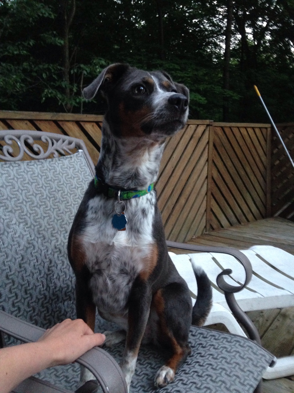 Vote for Bazinga | Pet Pin Up Contest