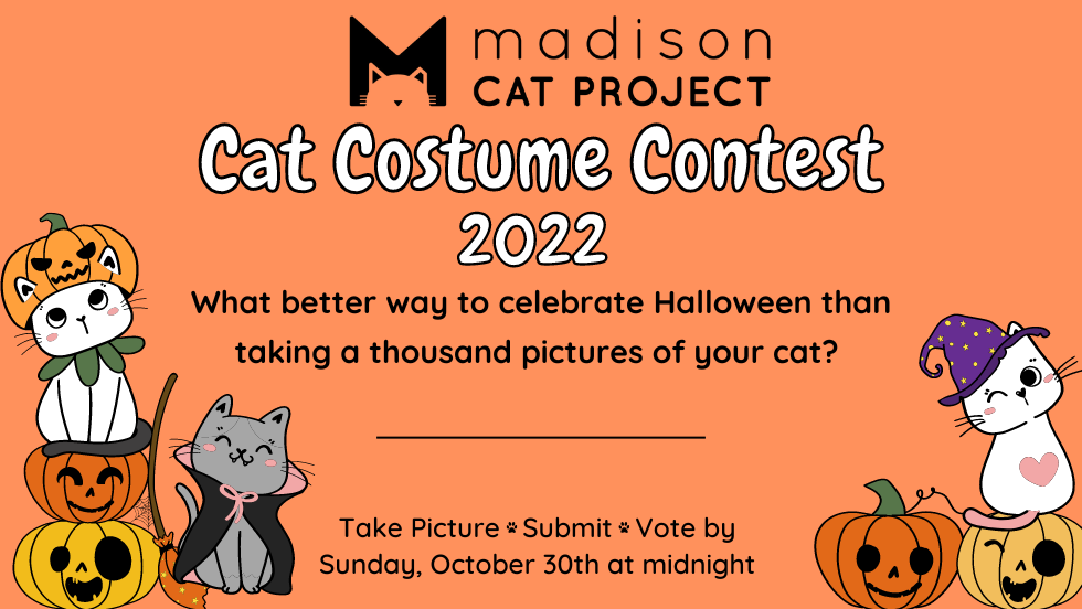 Madison Cat Project | Cat Costume Contest 2022