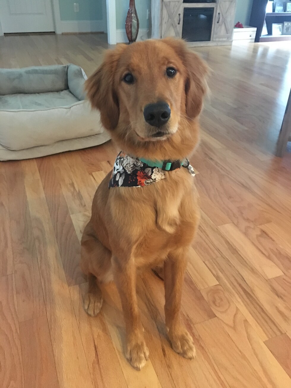 Vote for Sammy | 2023 Dog of the Year Contest