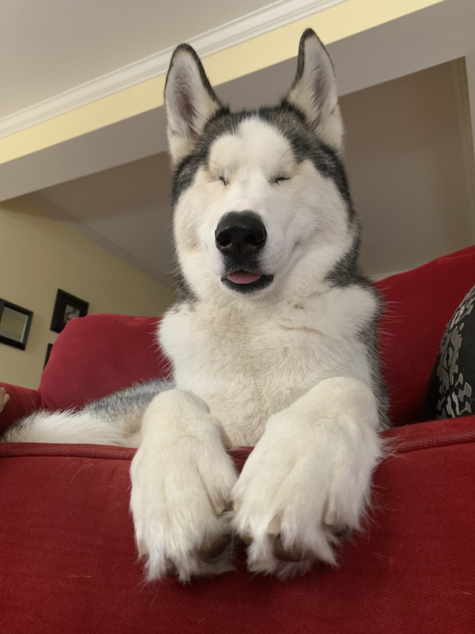 Vote for Auggie | 2023 Dog of the Year Contest