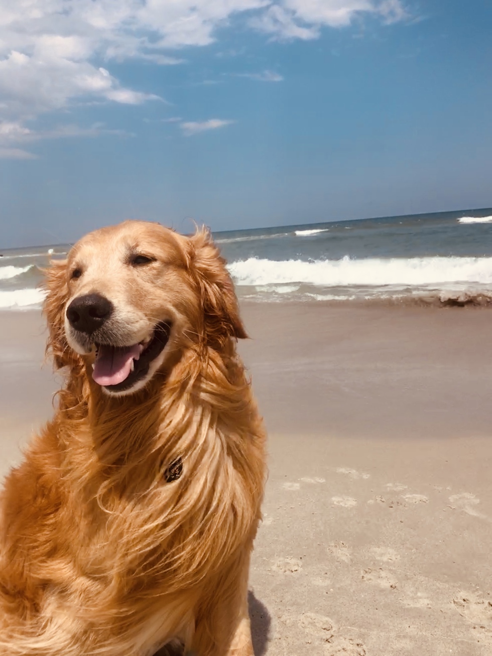 Vote for BRAXTON | 2023 Dog of the Year Contest