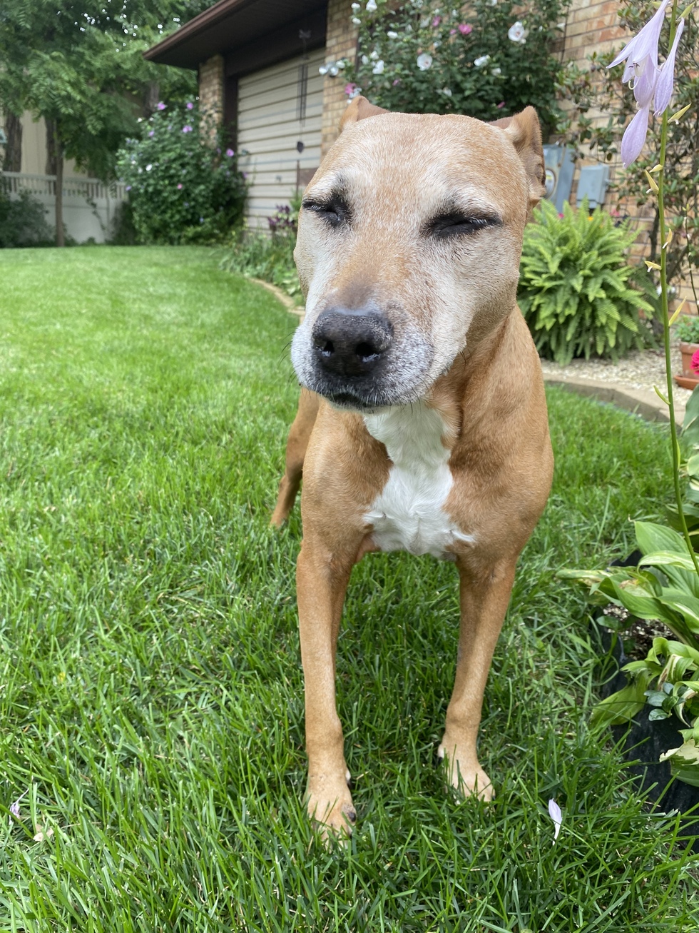 Vote for Holly | Mutt Madness