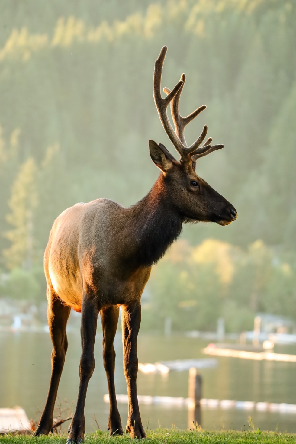 Vote for Youbou Golden Hour | Wildlife-in-Focus