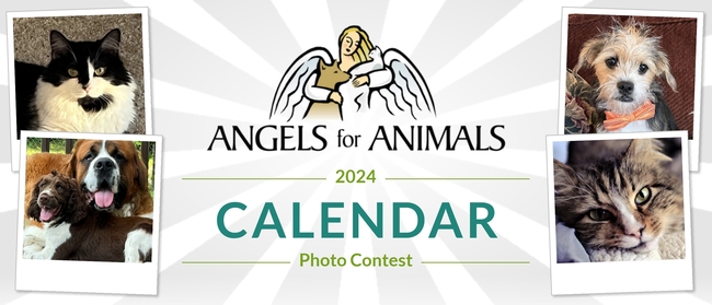 ANGELS for ANIMALS | ANGELS for ANIMALS® 2024 Calendar Contest