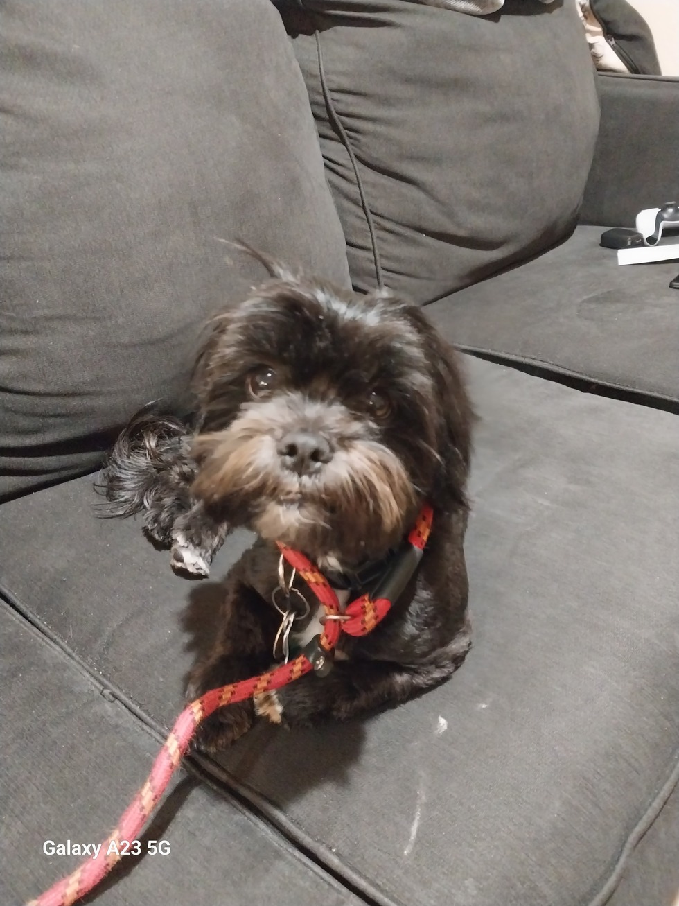 Vote for Oreo | Colorado's Next Top Pet Model Calendar Contest