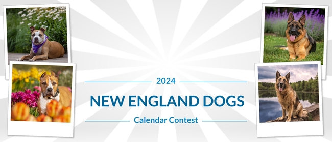 Lily Raven Photography | 2024 New England Dogs Calendar