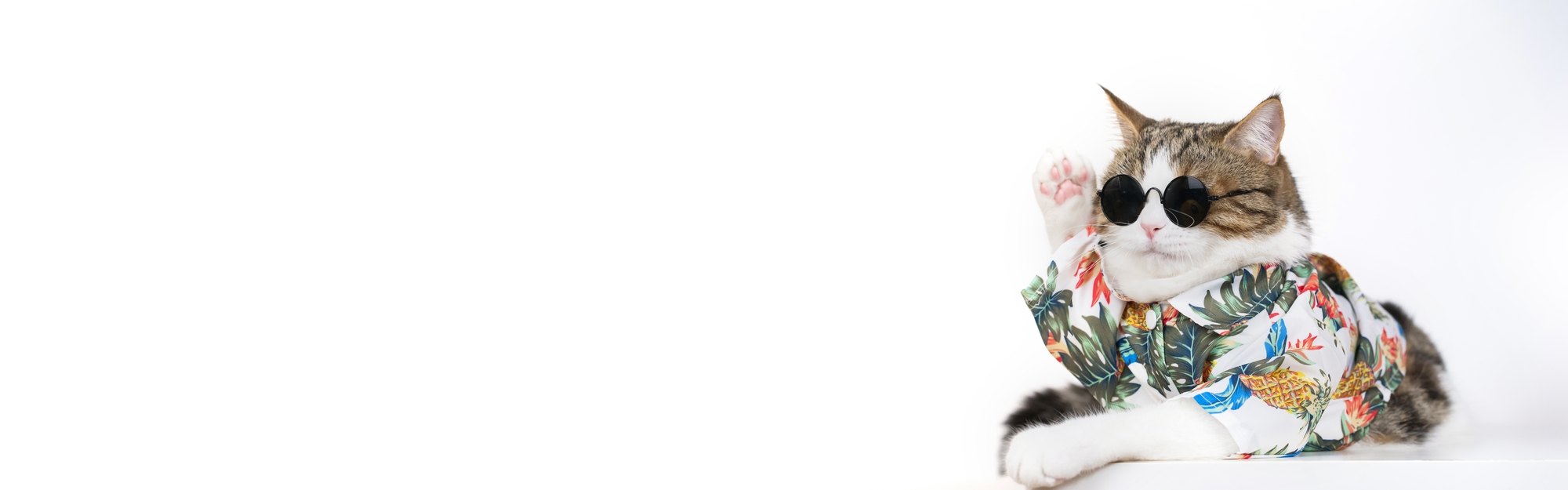 About Us | Cats Anonymous, Inc. | Cats Anonymous Trap Fashion Contest