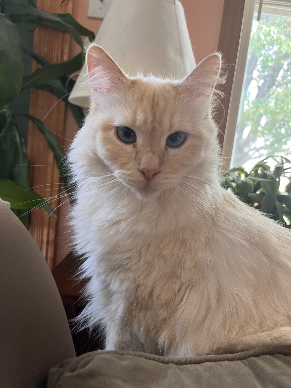 Vote for Poppy | Lawrence Humane Debit Card Contest