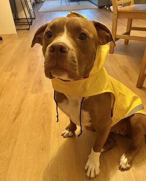 Vote for Winnie | I Love My Muddy Mutt 2024 Calendar Contest