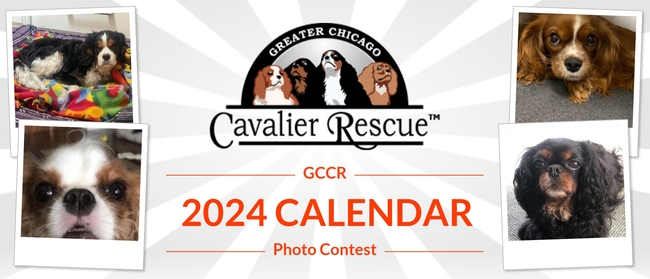 Greater Chicago Cavalier Rescue | GCCR 2024 Calendar Contest