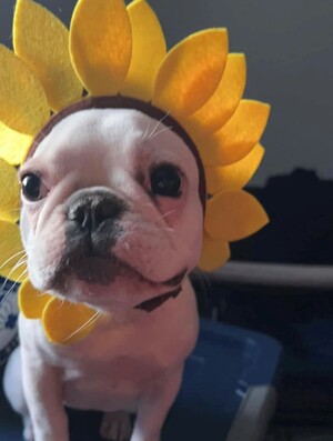 Vote for Lilo | UHCCF's Pic My Pet Photo Contest