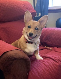 Vote for Arya Rae | UHCCF's Pic My Pet Photo Contest