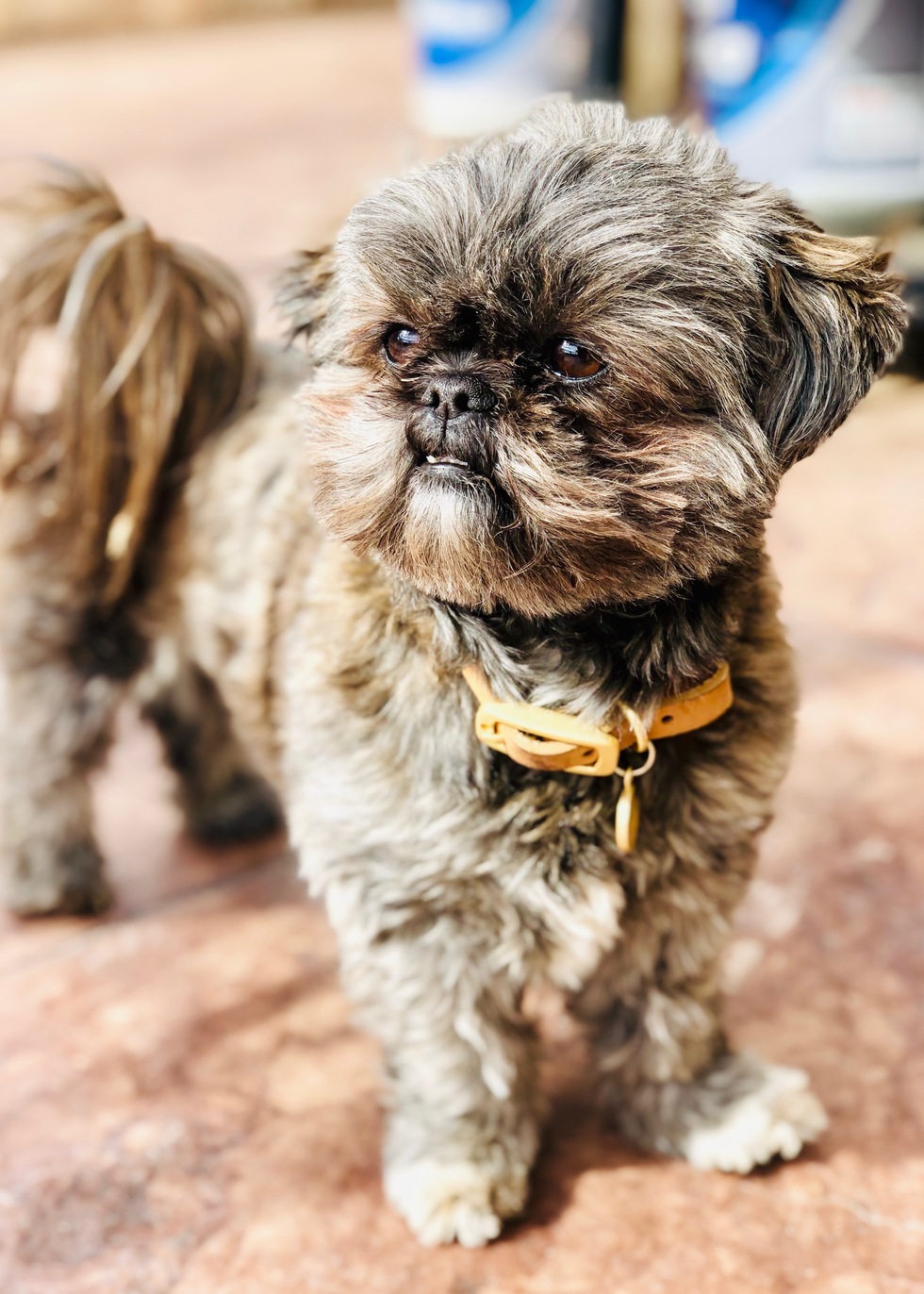 Vote for Princess Caca | UHCCF's Pic My Pet Photo Contest