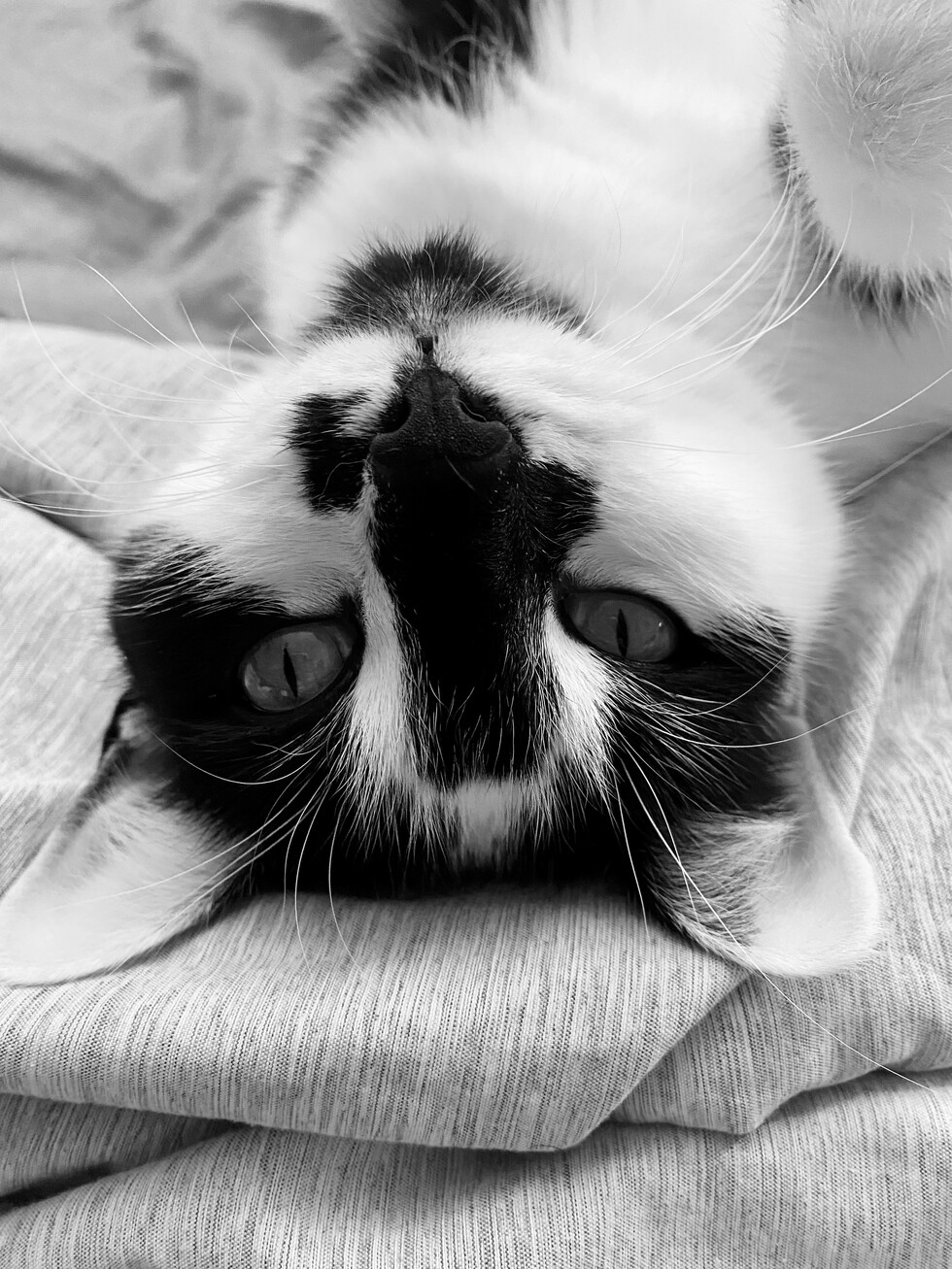 Vote for Moo | UHCCF's Pic My Pet Photo Contest