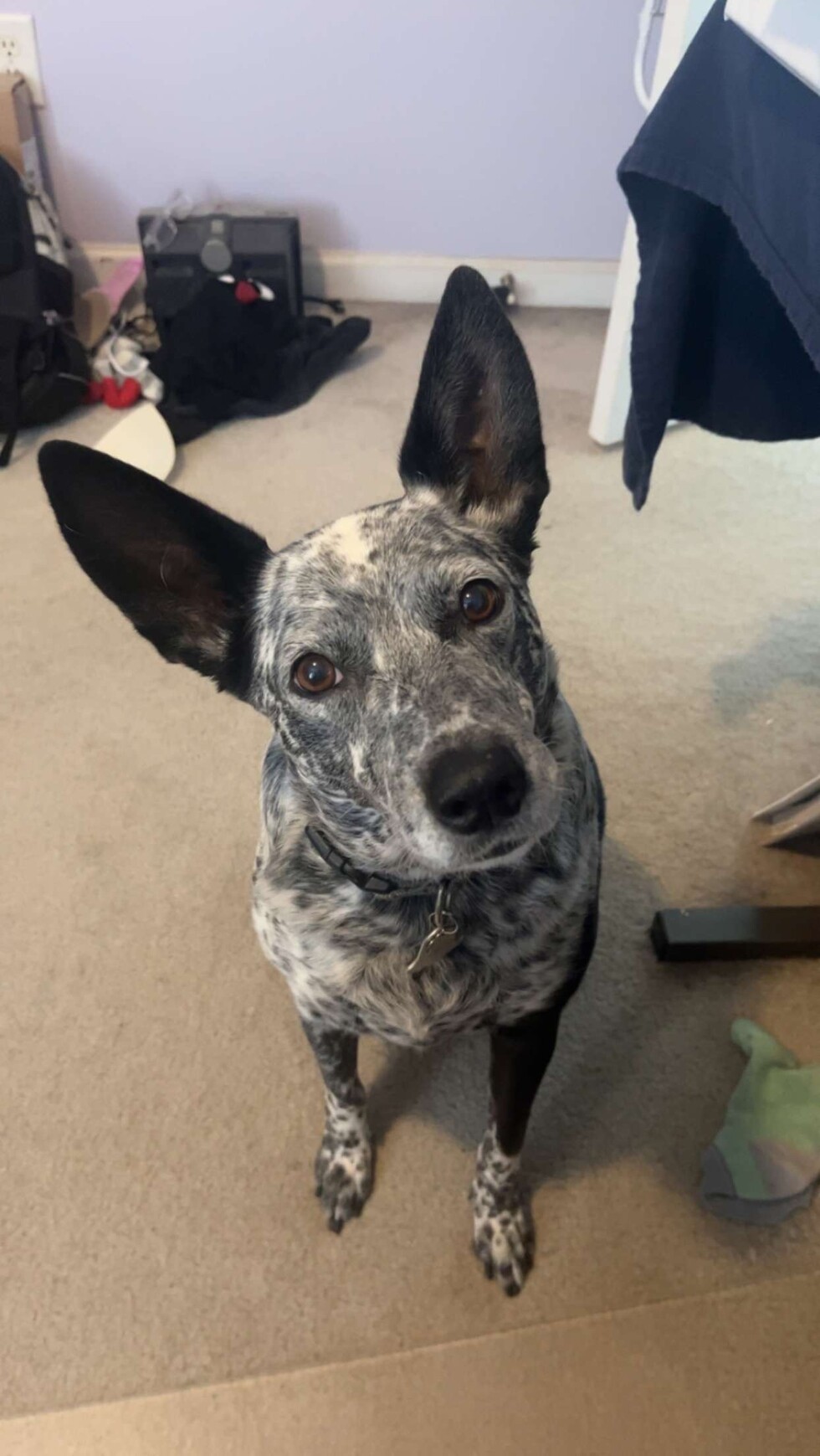 Vote for Millie | UHCCF's Pic My Pet Photo Contest