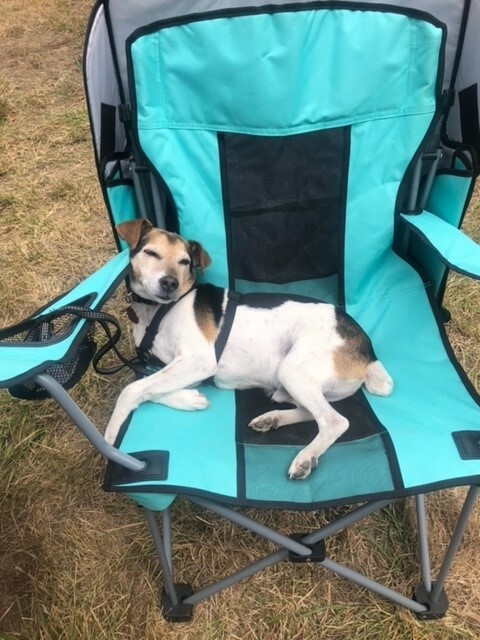 Vote for Doc | UHCCF's Pic My Pet Photo Contest