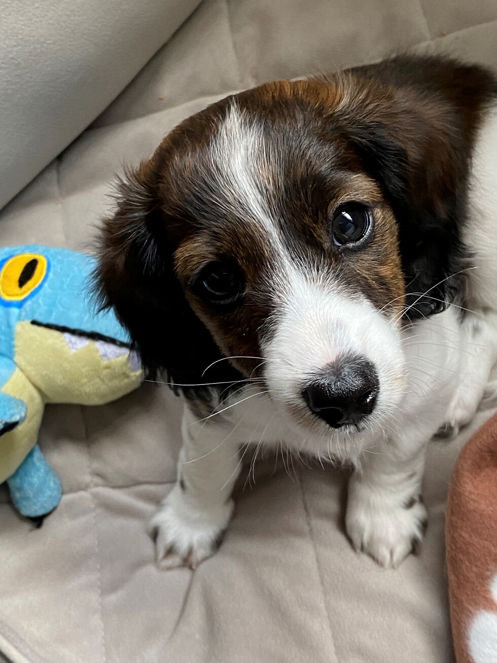 Vote for Dallas | UHCCF's Pic My Pet Photo Contest