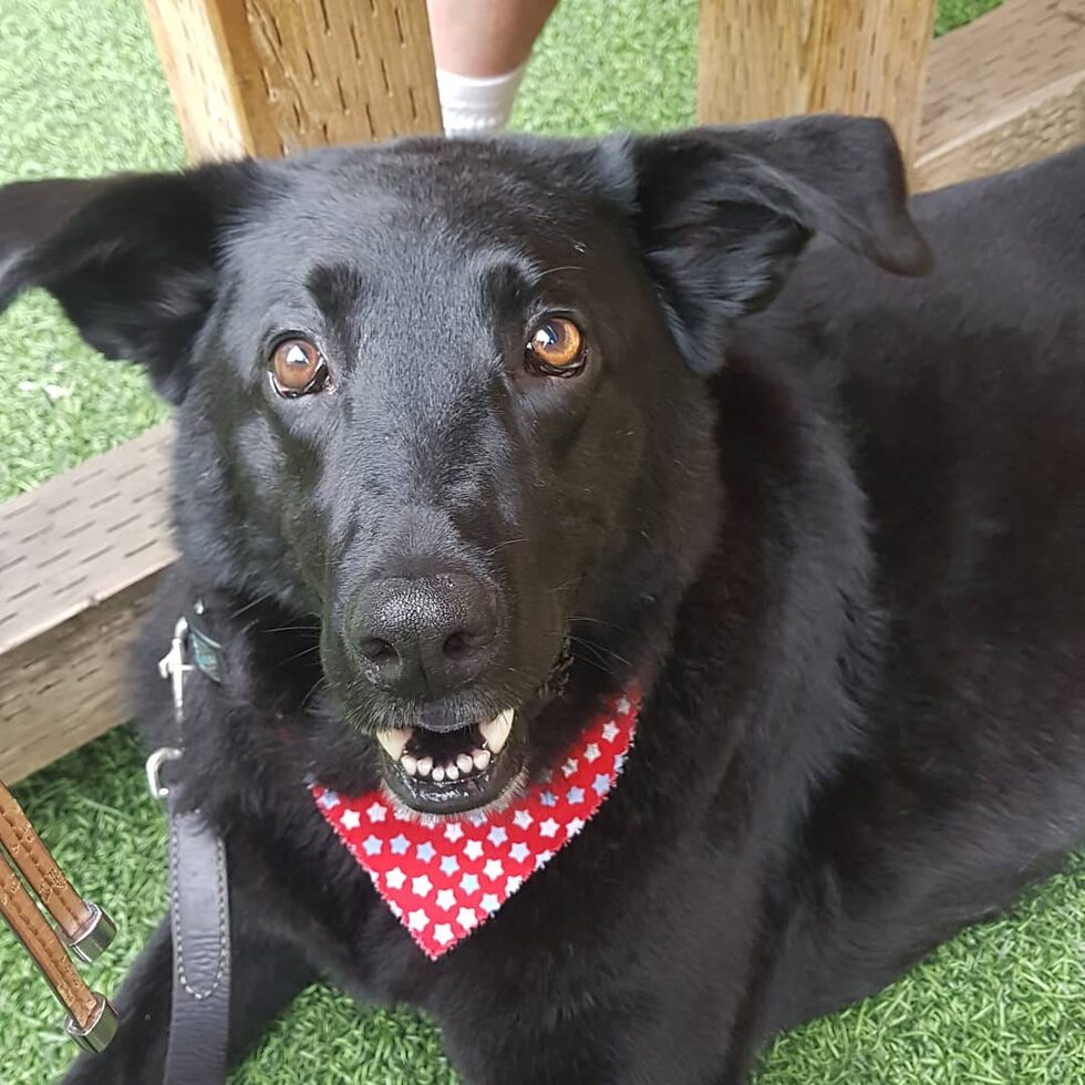 Vote for Jetty | Make My Pet a Yellow Dog Brewing Star