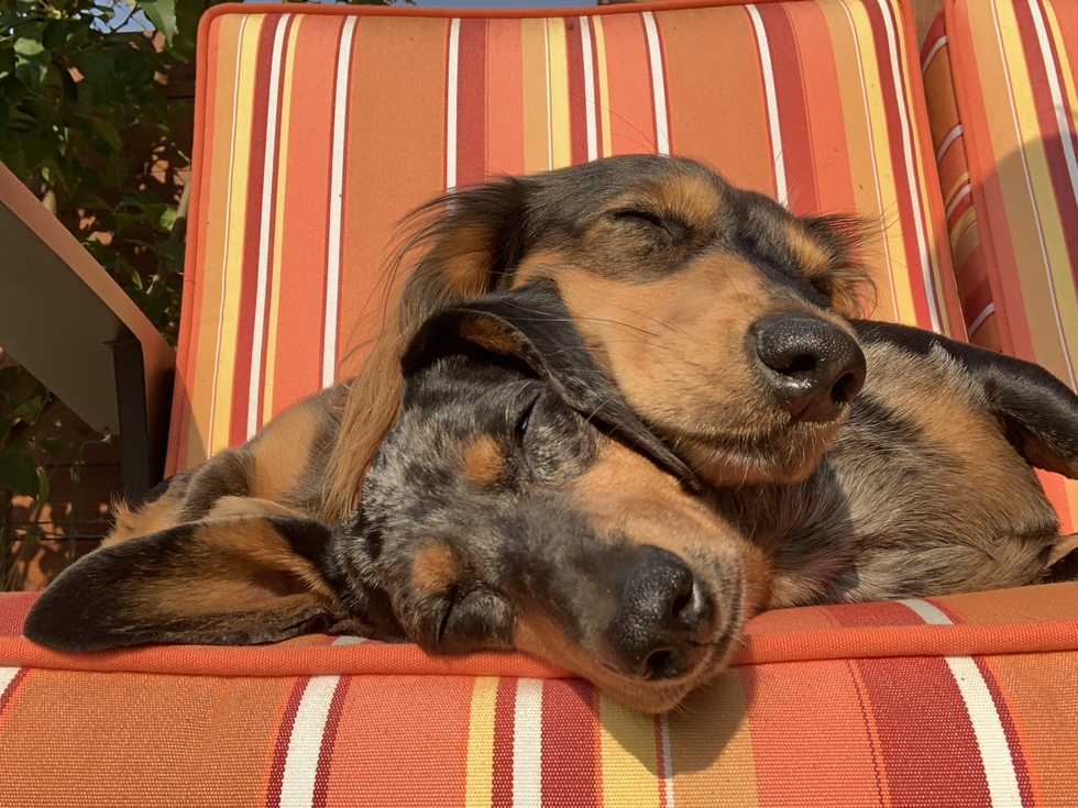 Vote for Minnie & Max | Napa Humane’s Pet Photo Contest