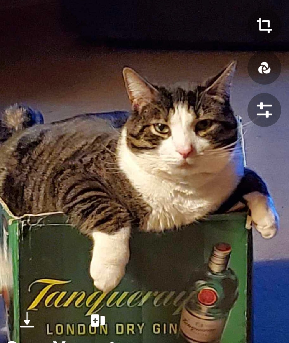 Vote for Norman | These Cats are Forever Loved