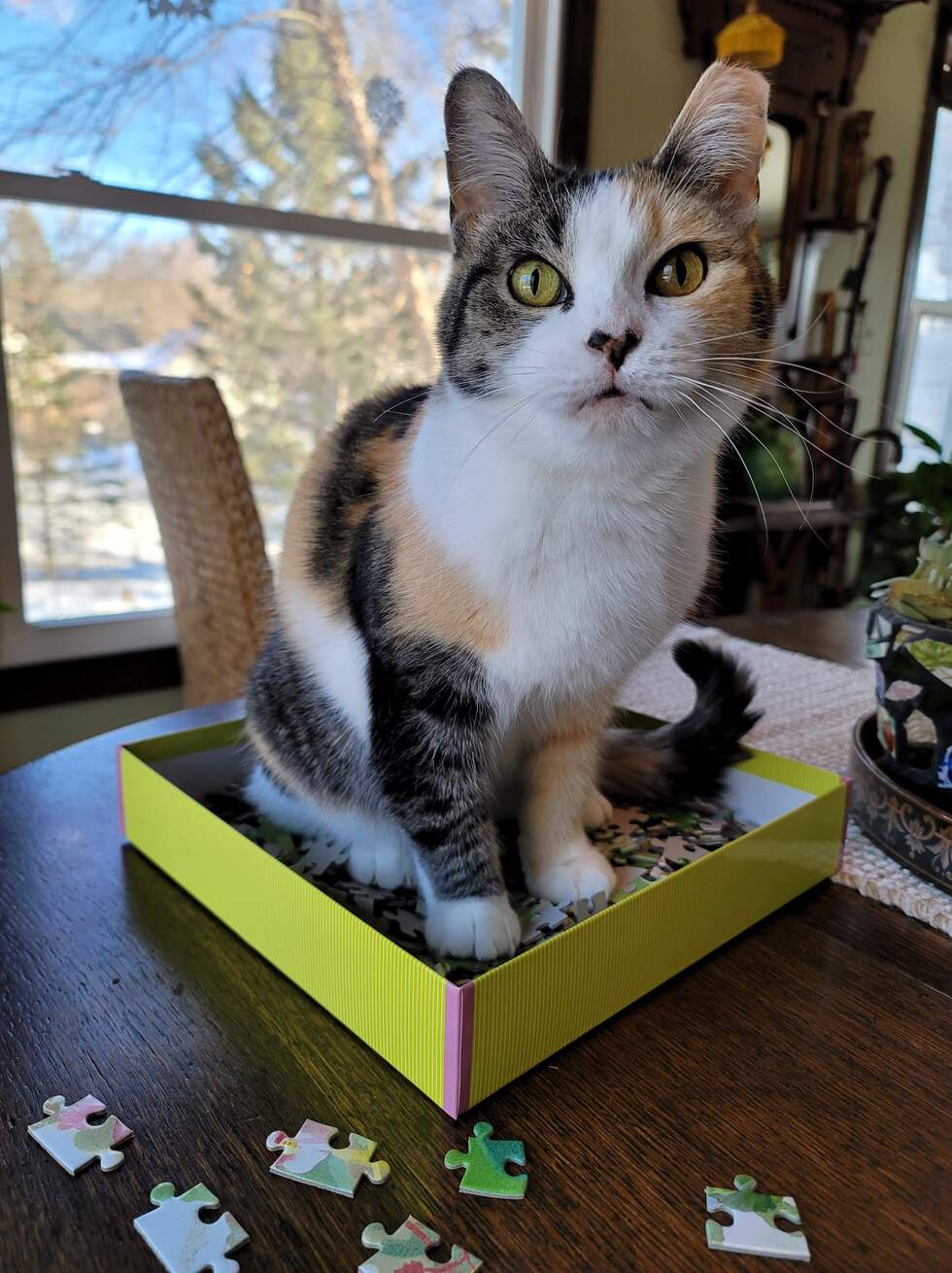 Vote for Kitty | 2024 Kitty Photo Calendar Contest