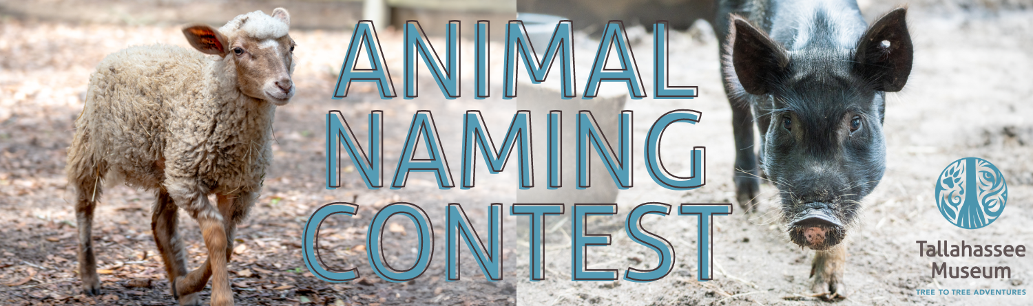 Tallahassee Museum | Animal Naming Contest