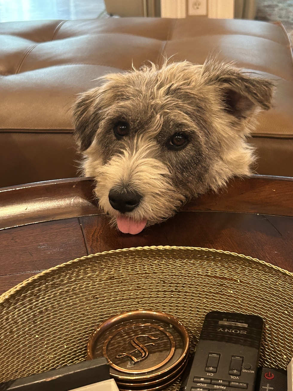 Vote for Sally | Animal Care Society's Pet of the Year Contest!