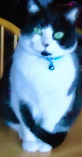 Vote for Noodle | CVHS 2023 Calendar Photo Contest