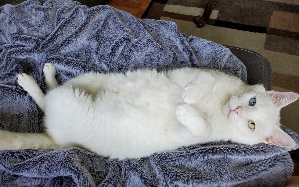 Vote for Hedwig | CVHS 2023 Calendar Photo Contest