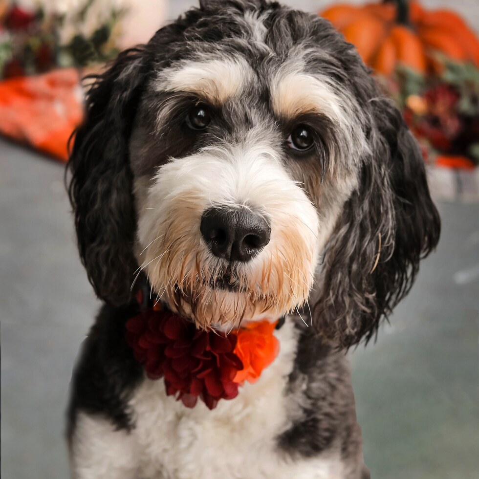 Vote for Marcie | CVHS 2023 Calendar Photo Contest