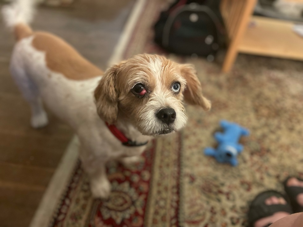 Vote for Molly | CVHS 2023 Calendar Photo Contest