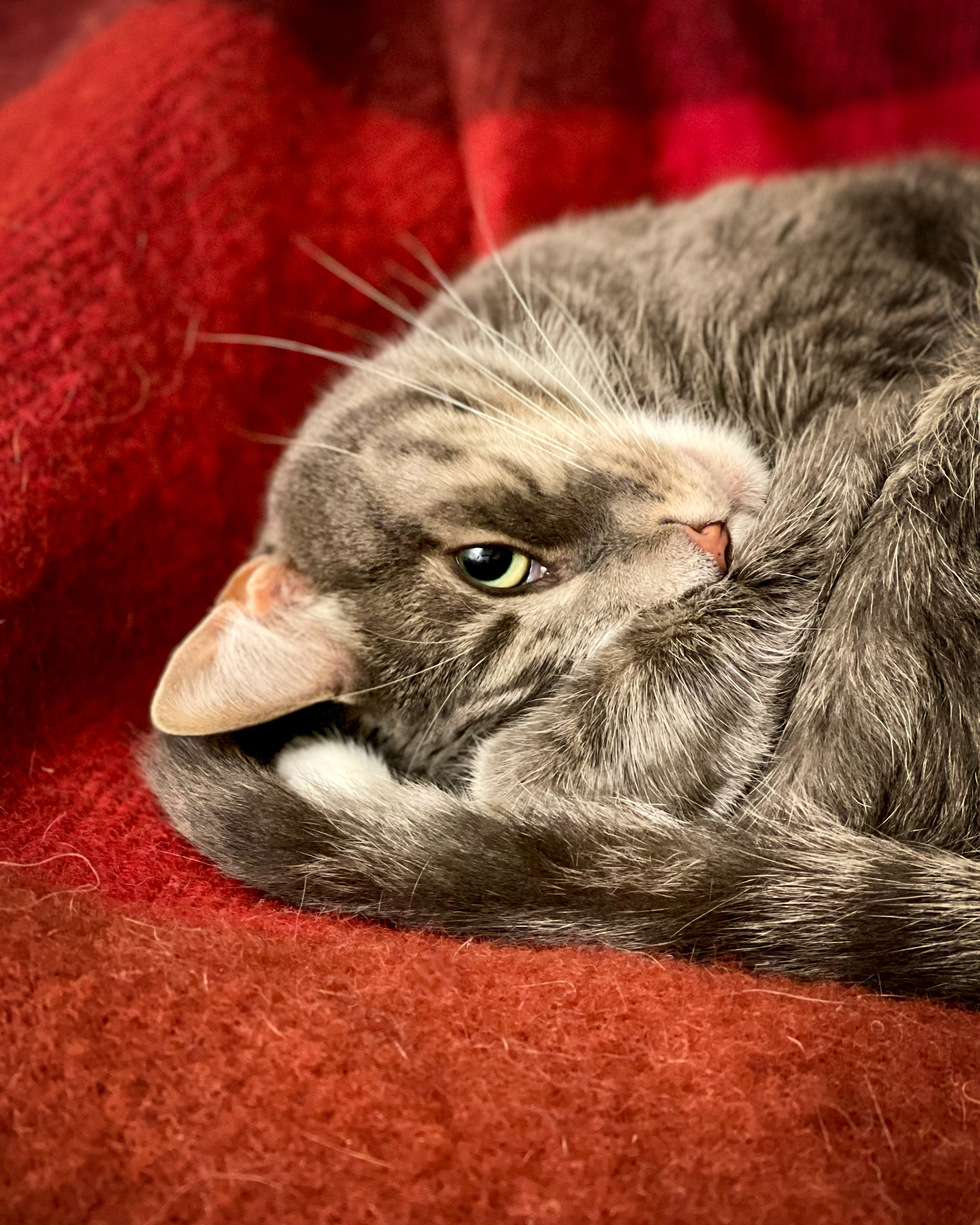 Vote for Alice | CVHS 2023 Calendar Photo Contest