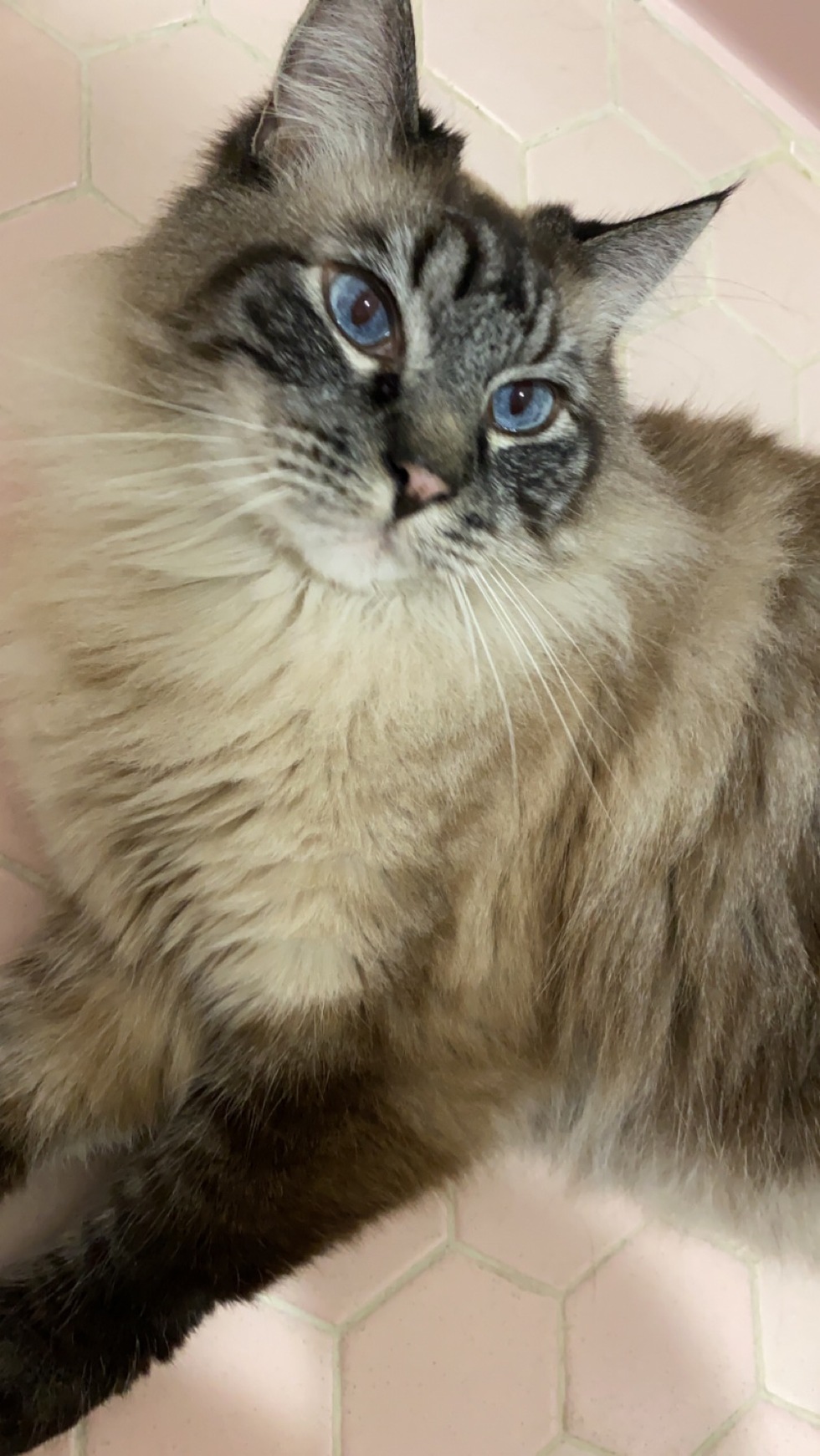 Vote for Odin | Show Me Your Kitties