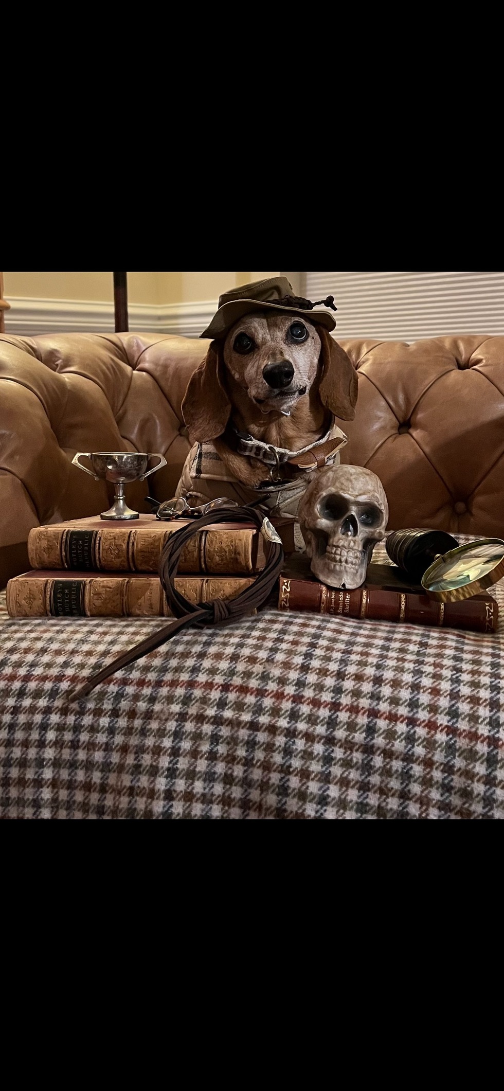 Vote for Jake Indiana Bones | Happy Halloweenie Photo Contest