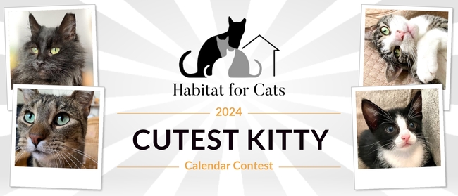 Habitat For Cats NY | Cutest Kitty Calendar Contest