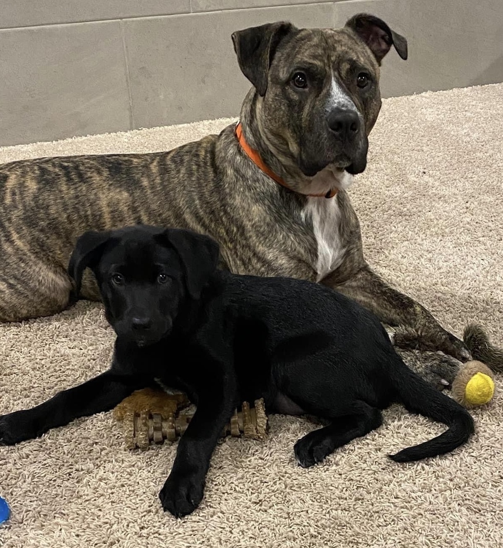 Vote for Oakley | PawsFirst Pet Photo Contest