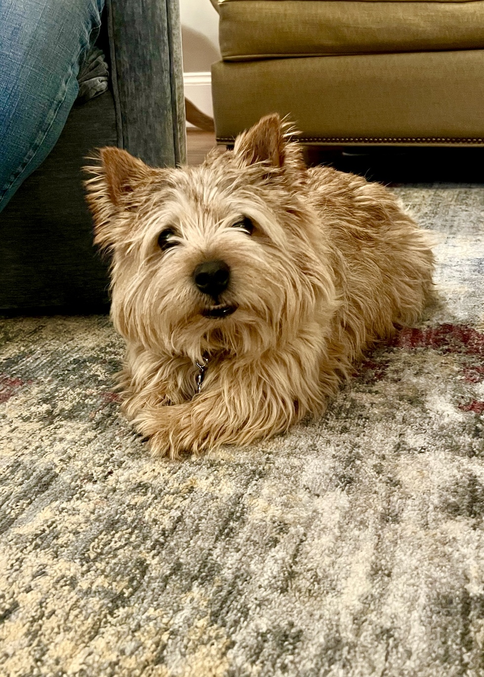 Vote for Augie | Coolest Dog in Charlotte