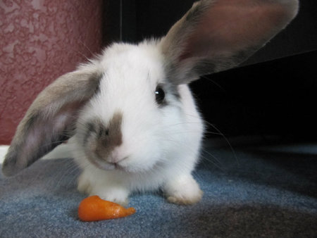 Vote for Capone | San Diego House Rabbit Society 2017 Shelter Bunnies ...