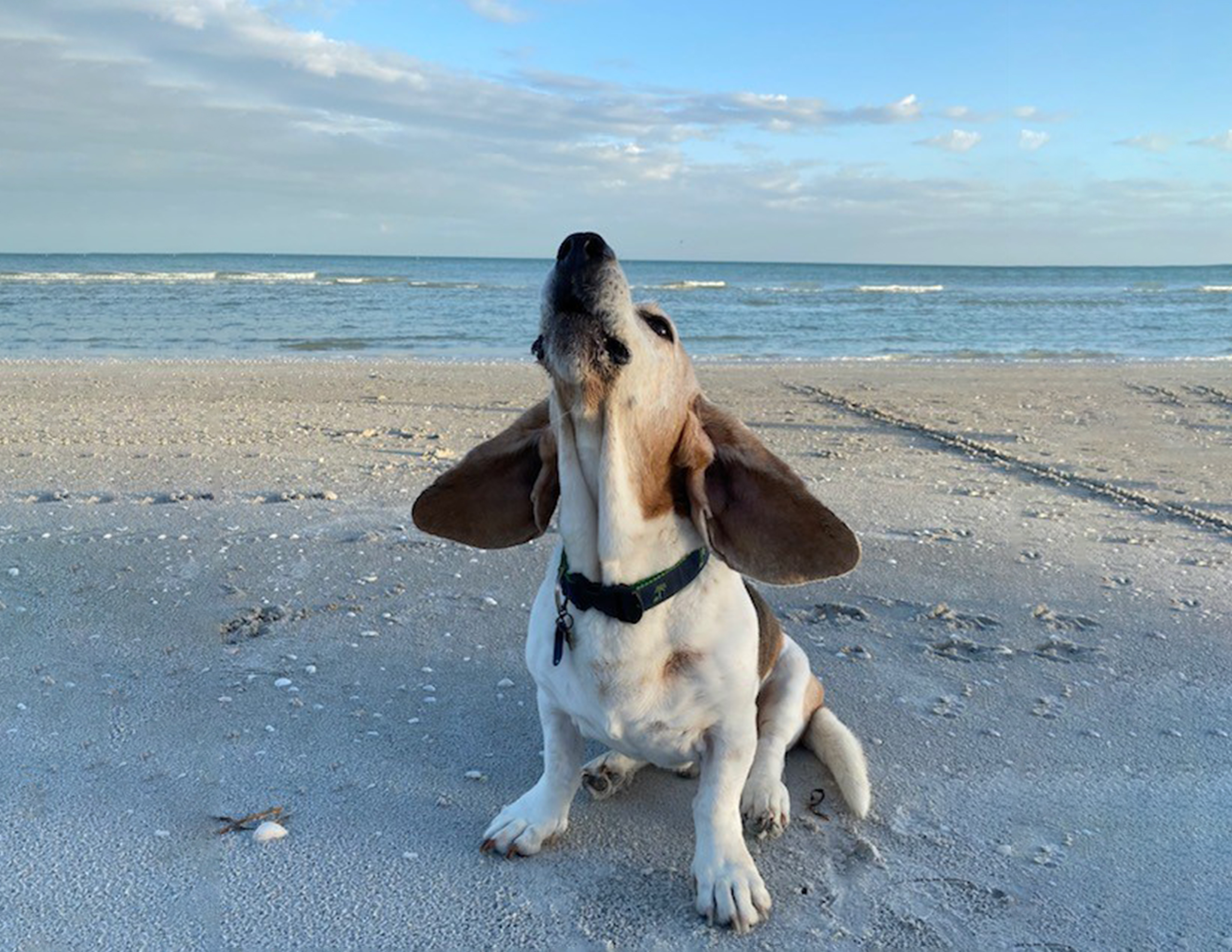 Basset Rescue of Old Dominion BROOD | BROOD 2026 Calendar Contest