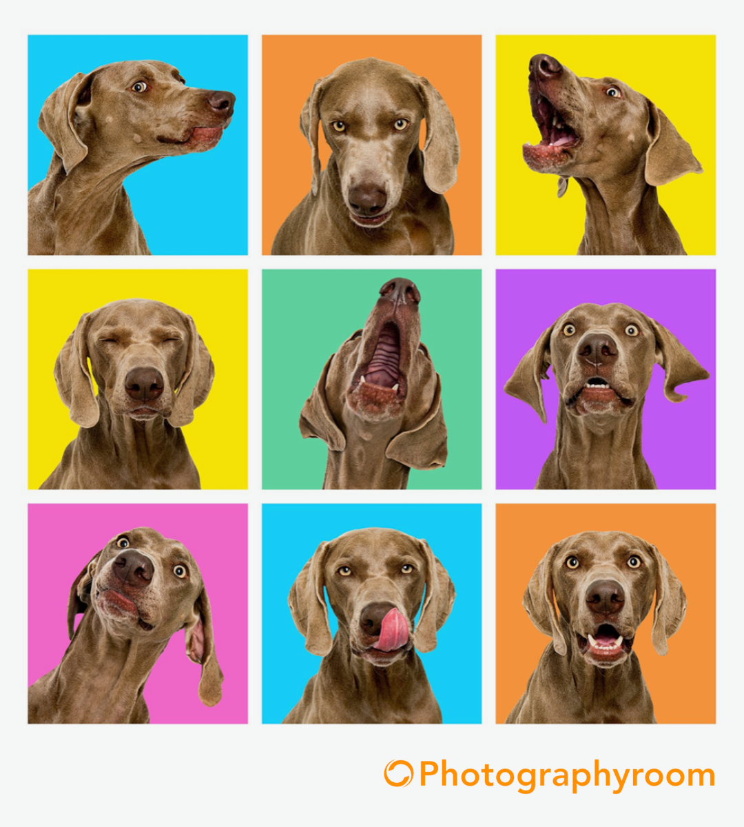 Animal Welfare League SA | Animal Welfare League Pet Photo Competition